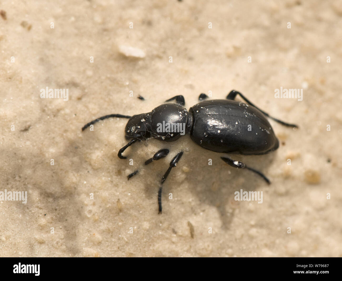 Corpse Fly High Resolution Stock Photography and Images - Alamy