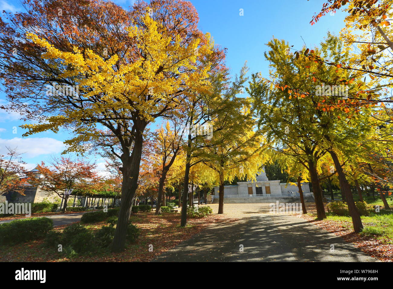 Rows of gingko trees and maple trees along the street are pictured at ...
