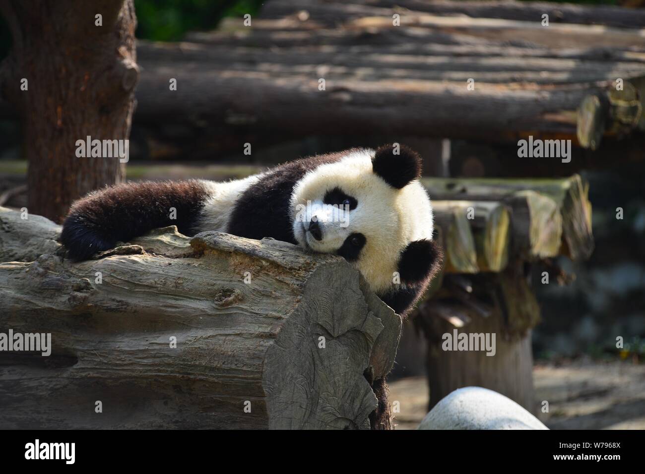 --FILE--A giant panda lies and clutches tree trunk to avoid falling at ...