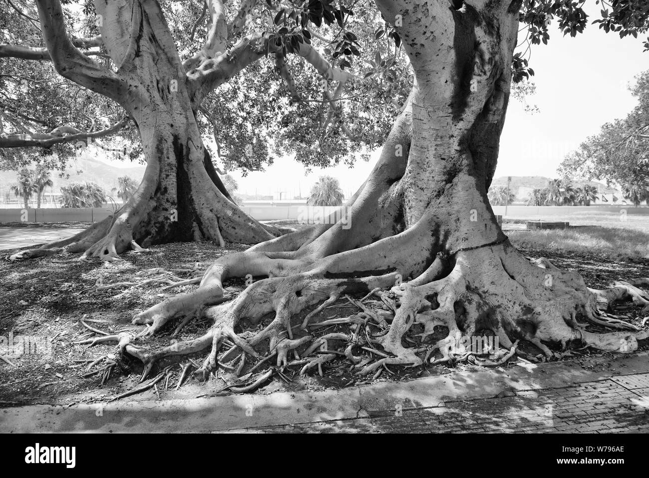 Roots of old trees Stock Photo - Alamy
