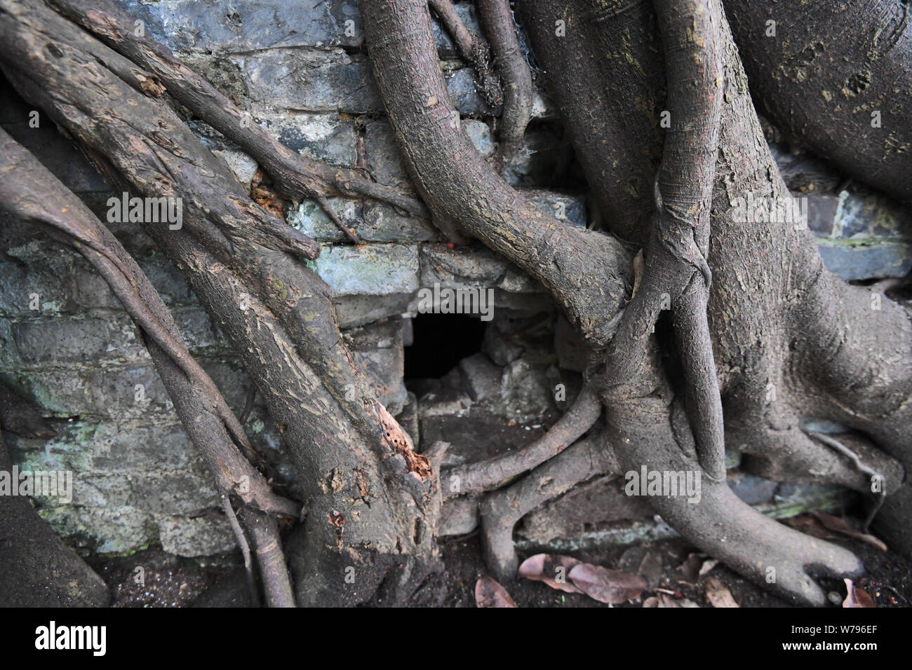 The roots of "strong banyan trees" grow around a section of an ancient ...