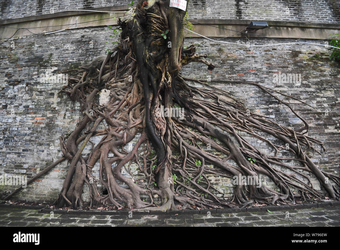 The roots of "strong banyan trees" grow around a section of an ancient ...