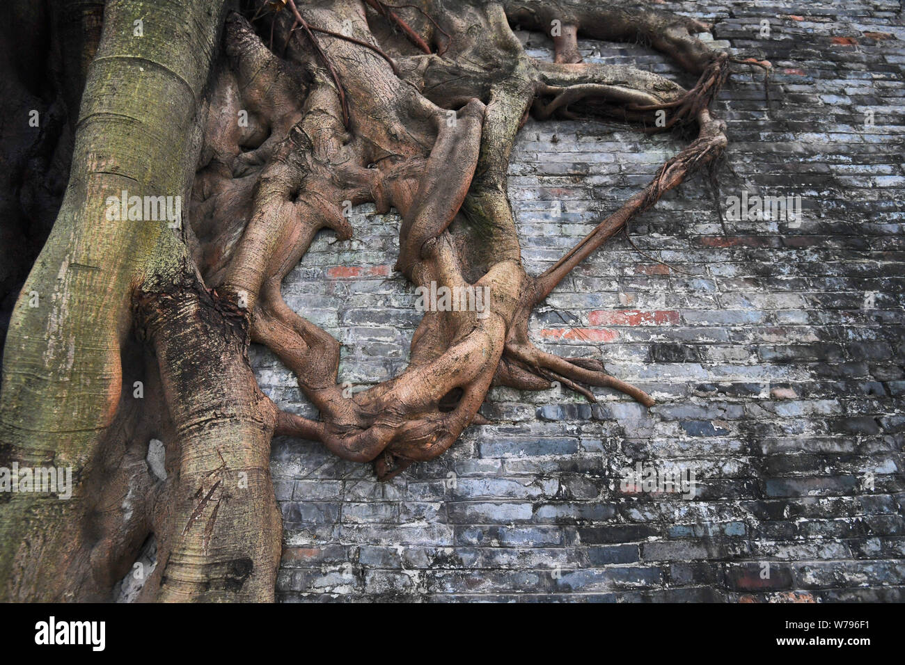 The roots of "strong banyan trees" grow around a section of an ancient ...