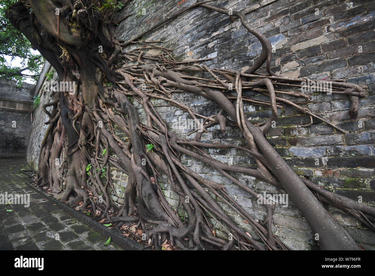 The roots of "strong banyan trees" grow around a section of an ancient ...