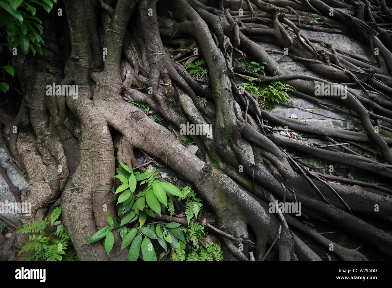The roots of "strong banyan trees" grow around a section of an ancient ...