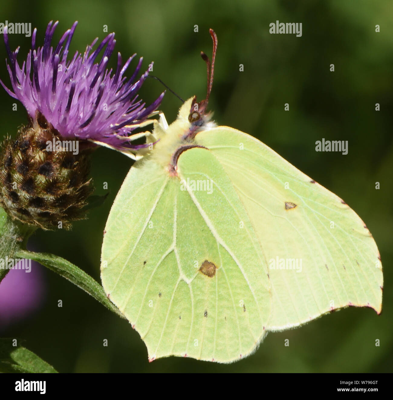 Male brimstone butterfly hi-res stock photography and images - Alamy