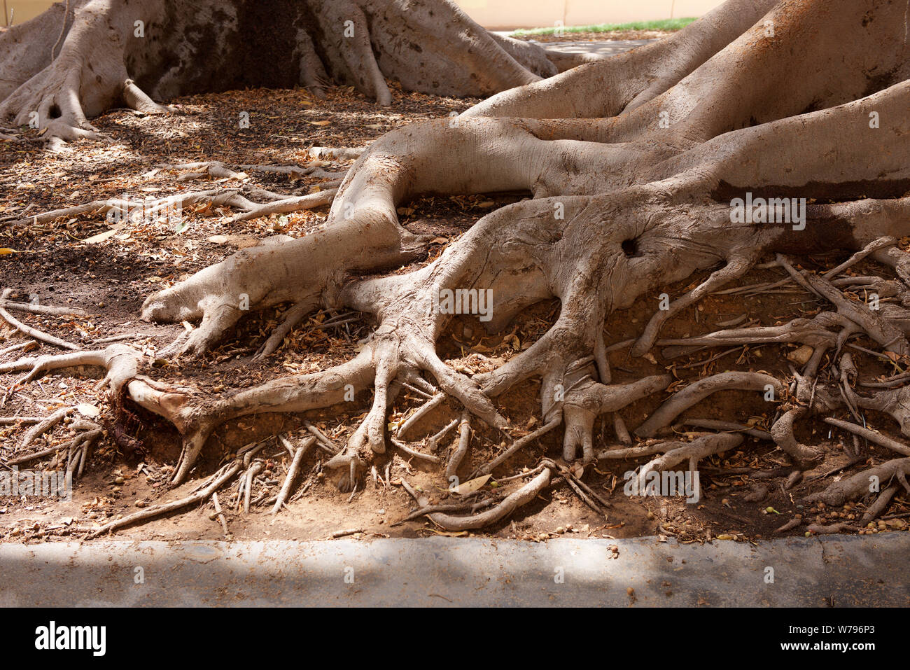 Roots of old trees Stock Photo - Alamy