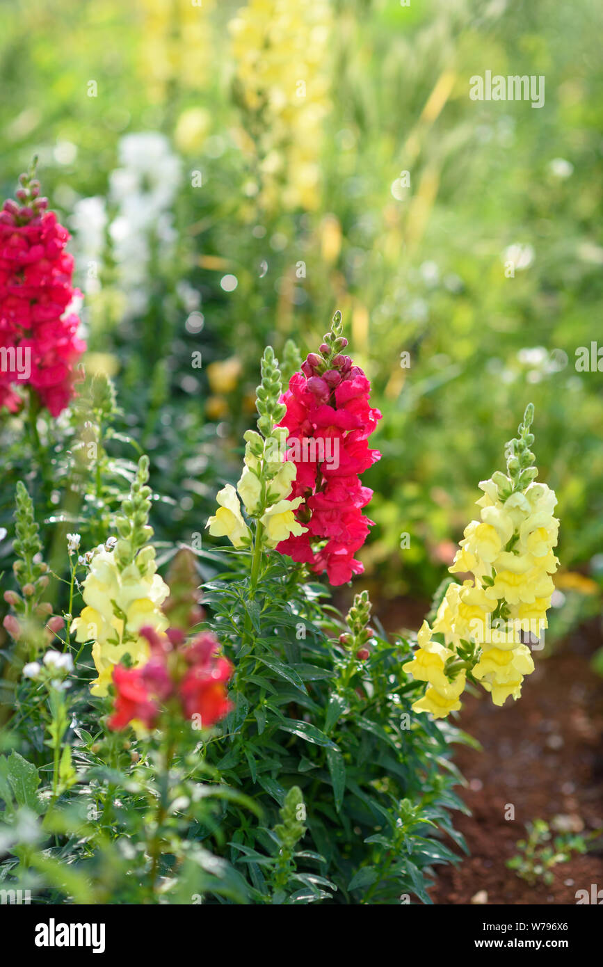 Snapdragon Field High Resolution Stock Photography and Images - Alamy