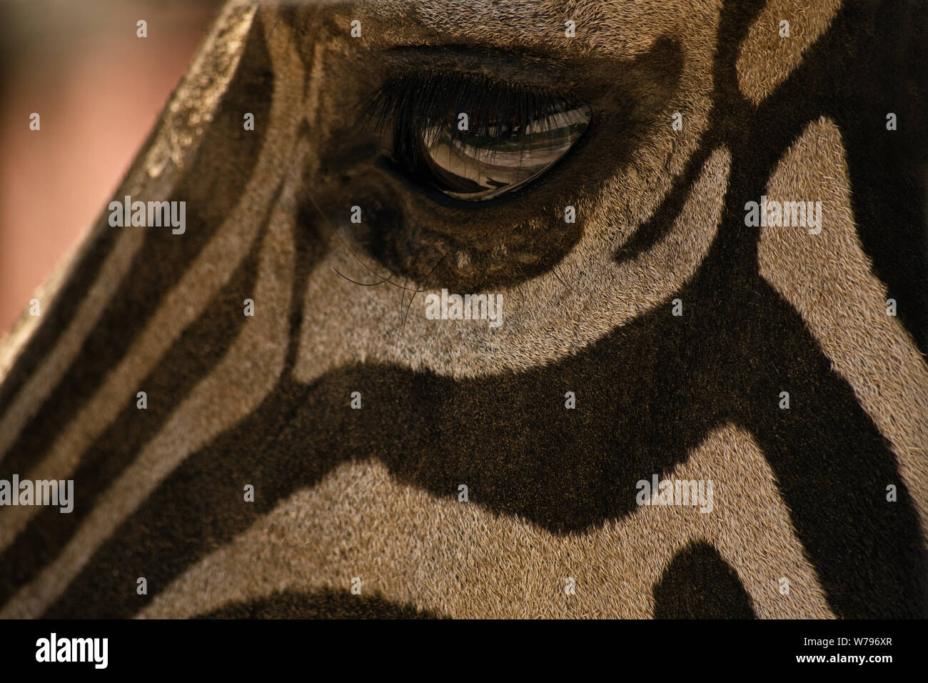 Close up of a zebras eye hi-res stock photography and images - Alamy