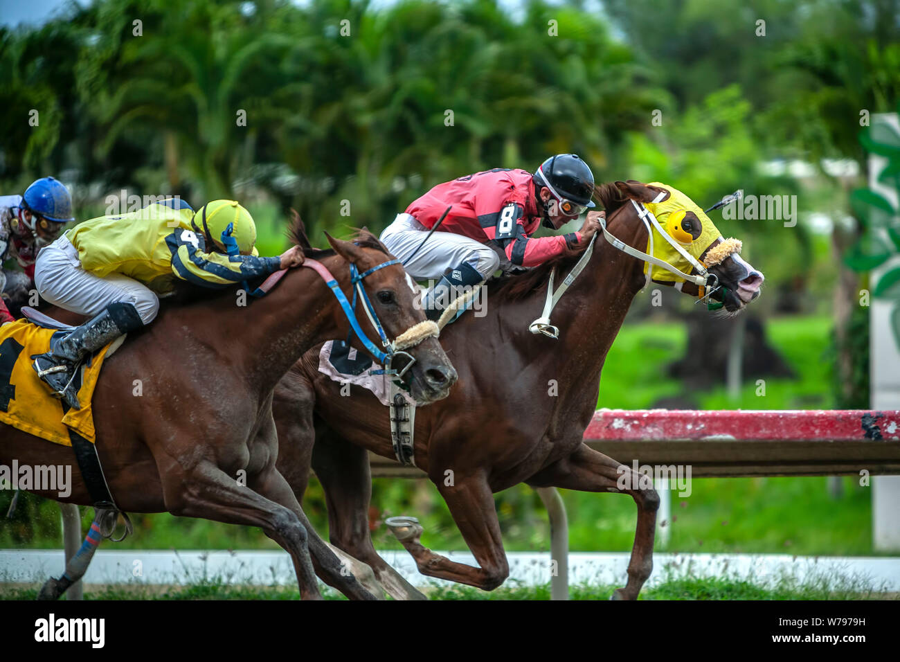 With horse rico hi-res stock photography and images - Alamy