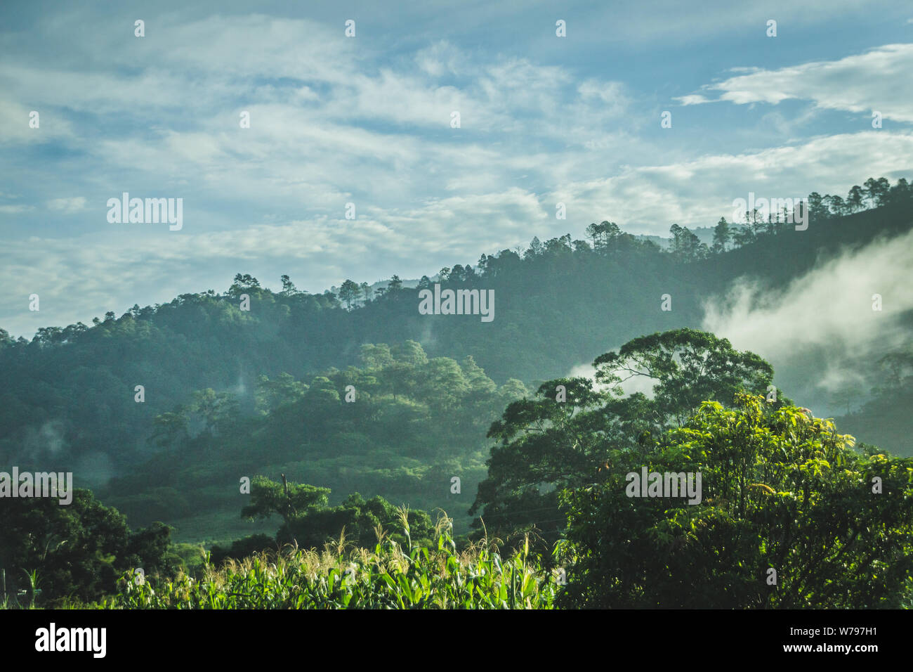 Photograph of a rainforest in Chiapas Mexico Stock Photo - Alamy