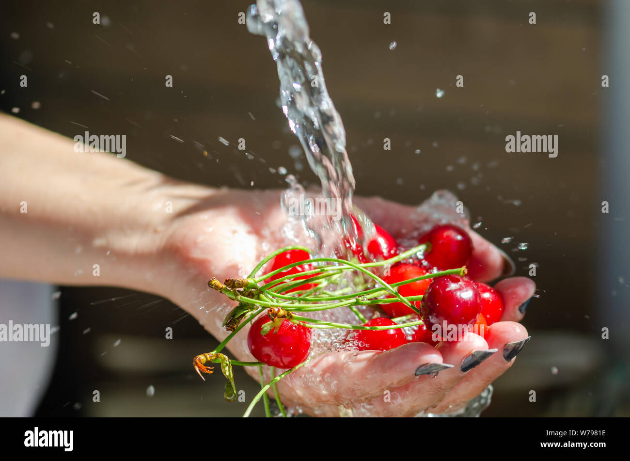 The woman is washing the cherries in her hands Stock Photo - Alamy