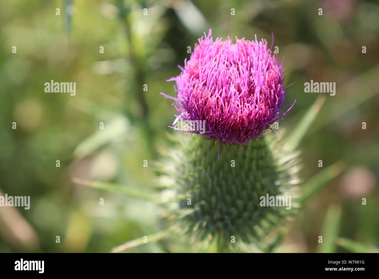 Close-up of a common thistle in the sunlight Stock Photo - Alamy