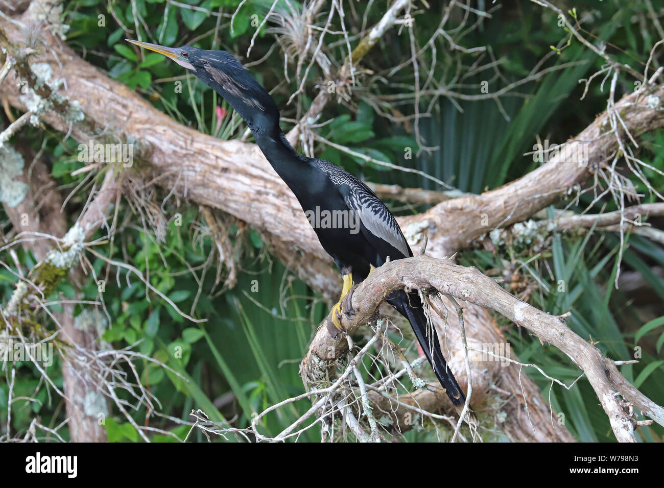Male snakebird hi-res stock photography and images - Alamy