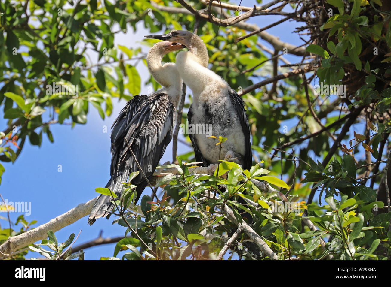 Juvenile anhinga hi-res stock photography and images - Alamy