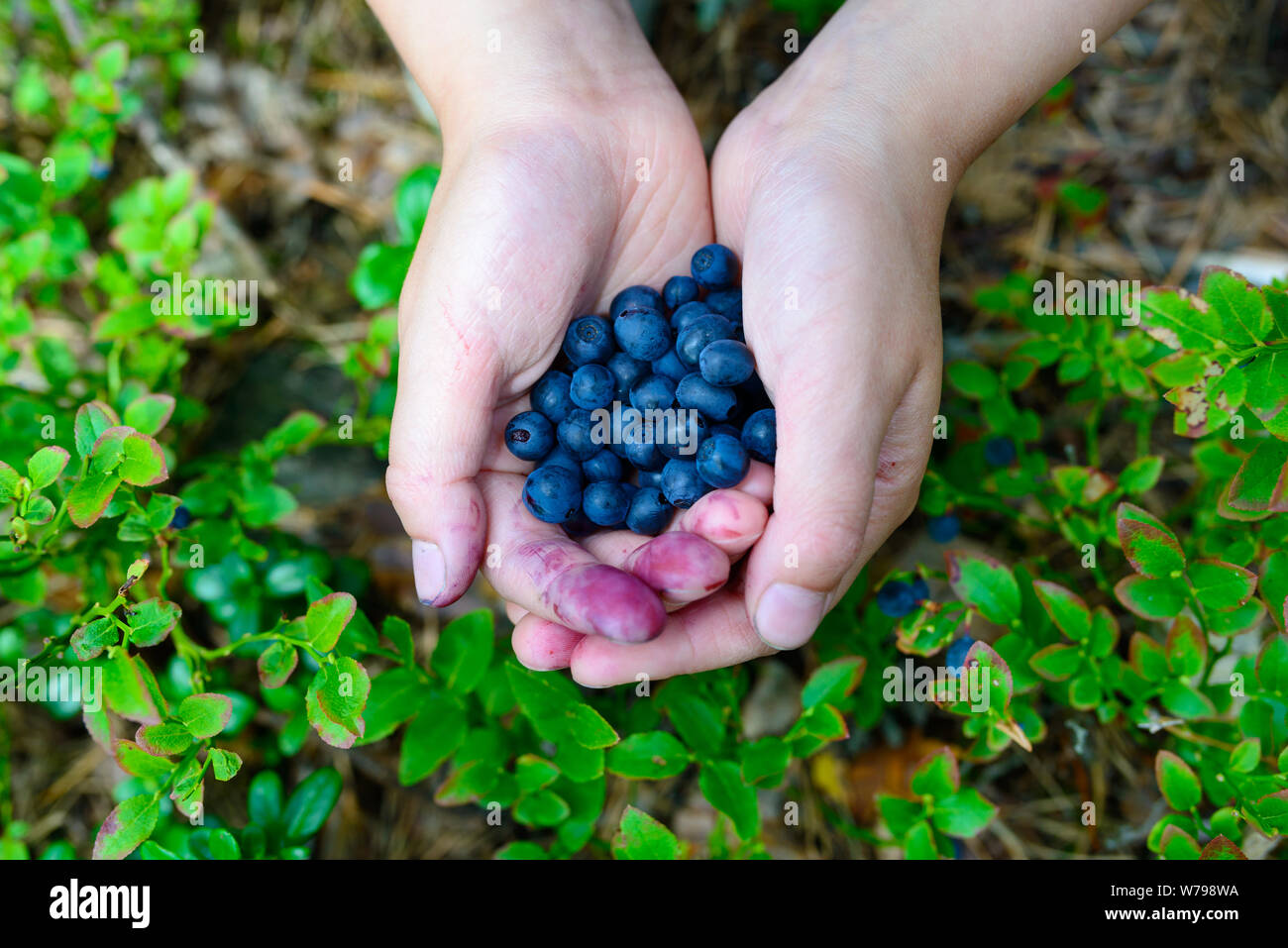forest berries on the hands of a young girl against the background of ...