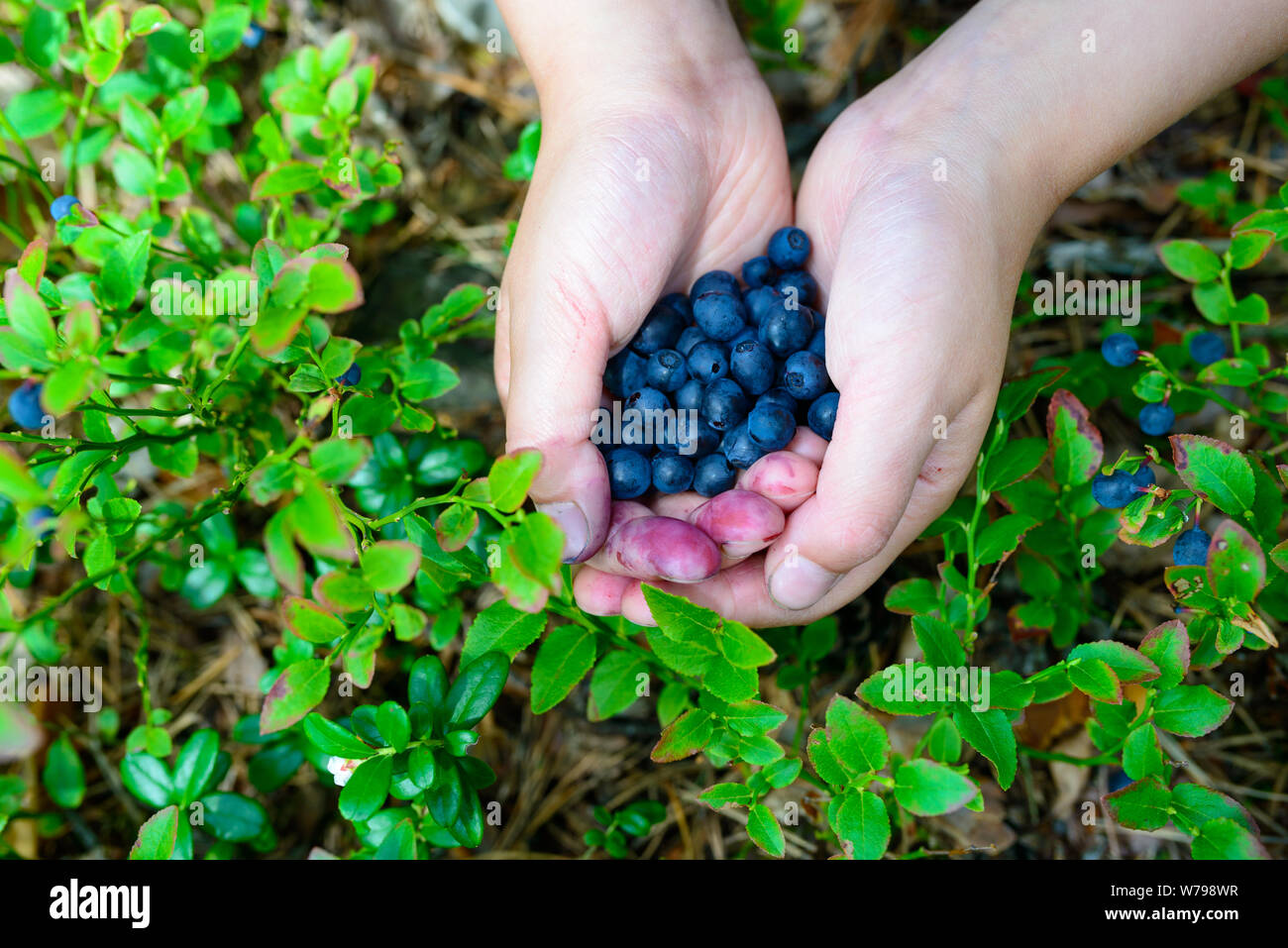 Children hand nature berries hi-res stock photography and images - Alamy