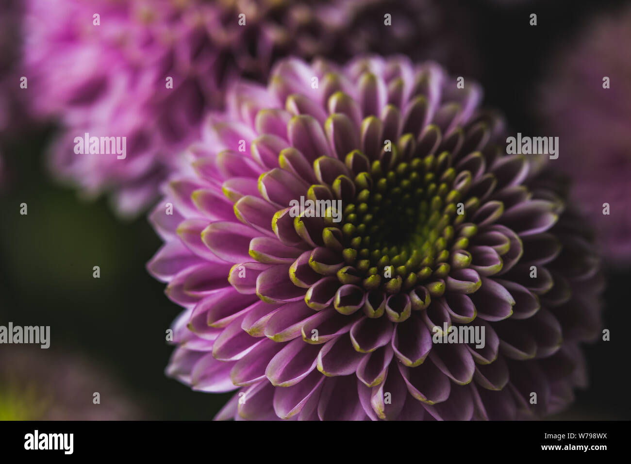 Pink tiny flowers with many petals close up still Stock Photo - Alamy