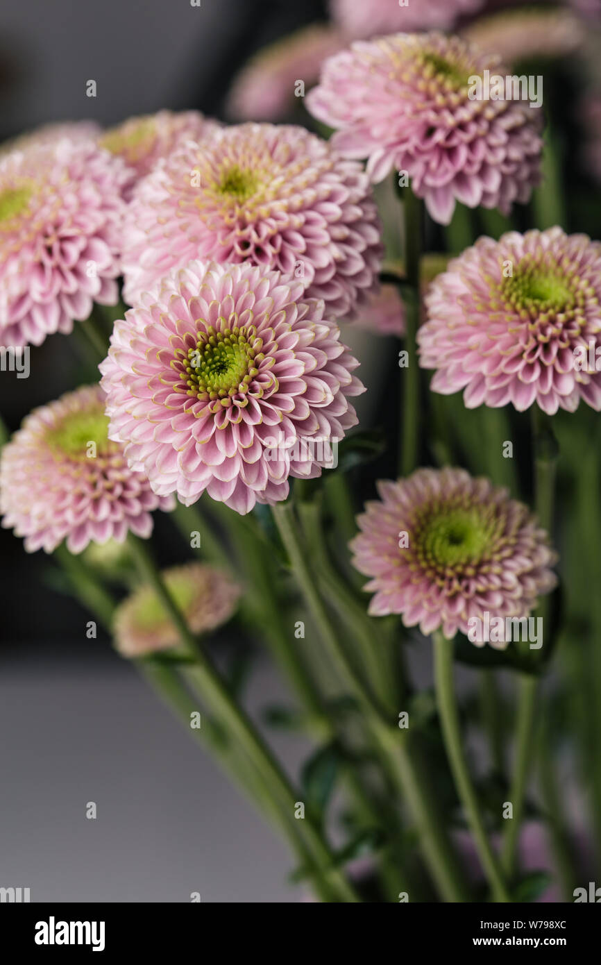 Pink tiny flowers with many petals close up still Stock Photo - Alamy