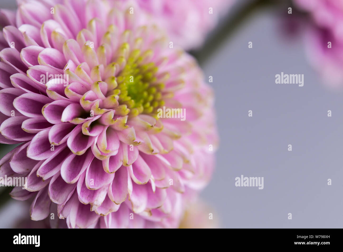 Pink flower bouquet in bloom close up still Stock Photo - Alamy