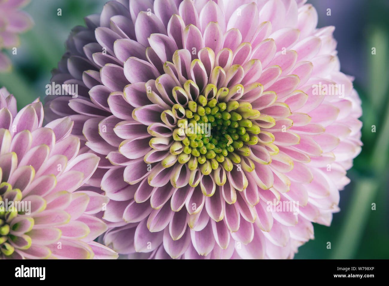 Pink tiny flowers with many petals close up still Stock Photo - Alamy