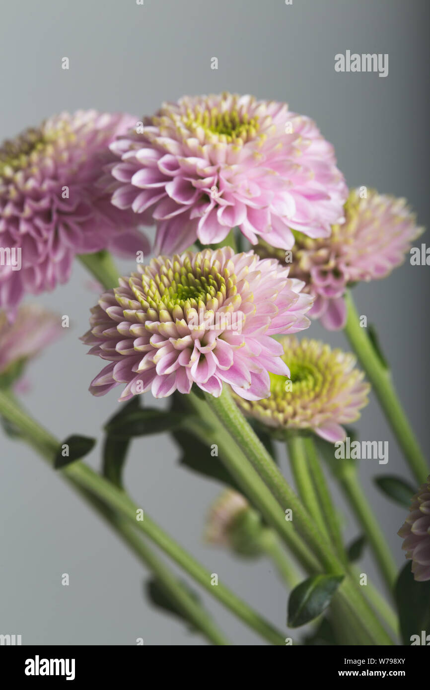Pink tiny flowers with many petals close up still Stock Photo - Alamy