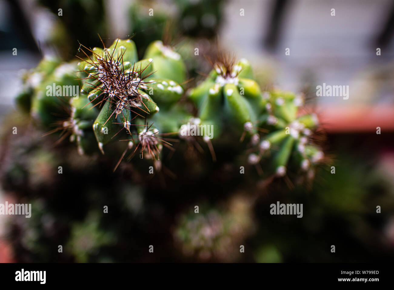 Spiky cactus hi-res stock photography and images - Alamy