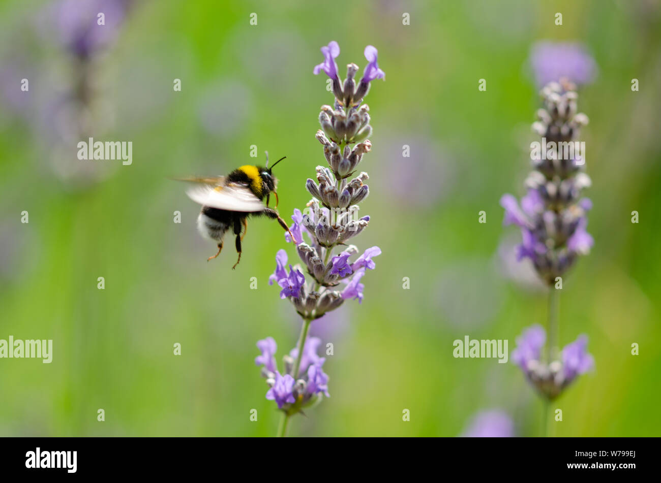 A bumblebee flying towards lavender flowers Stock Photo - Alamy