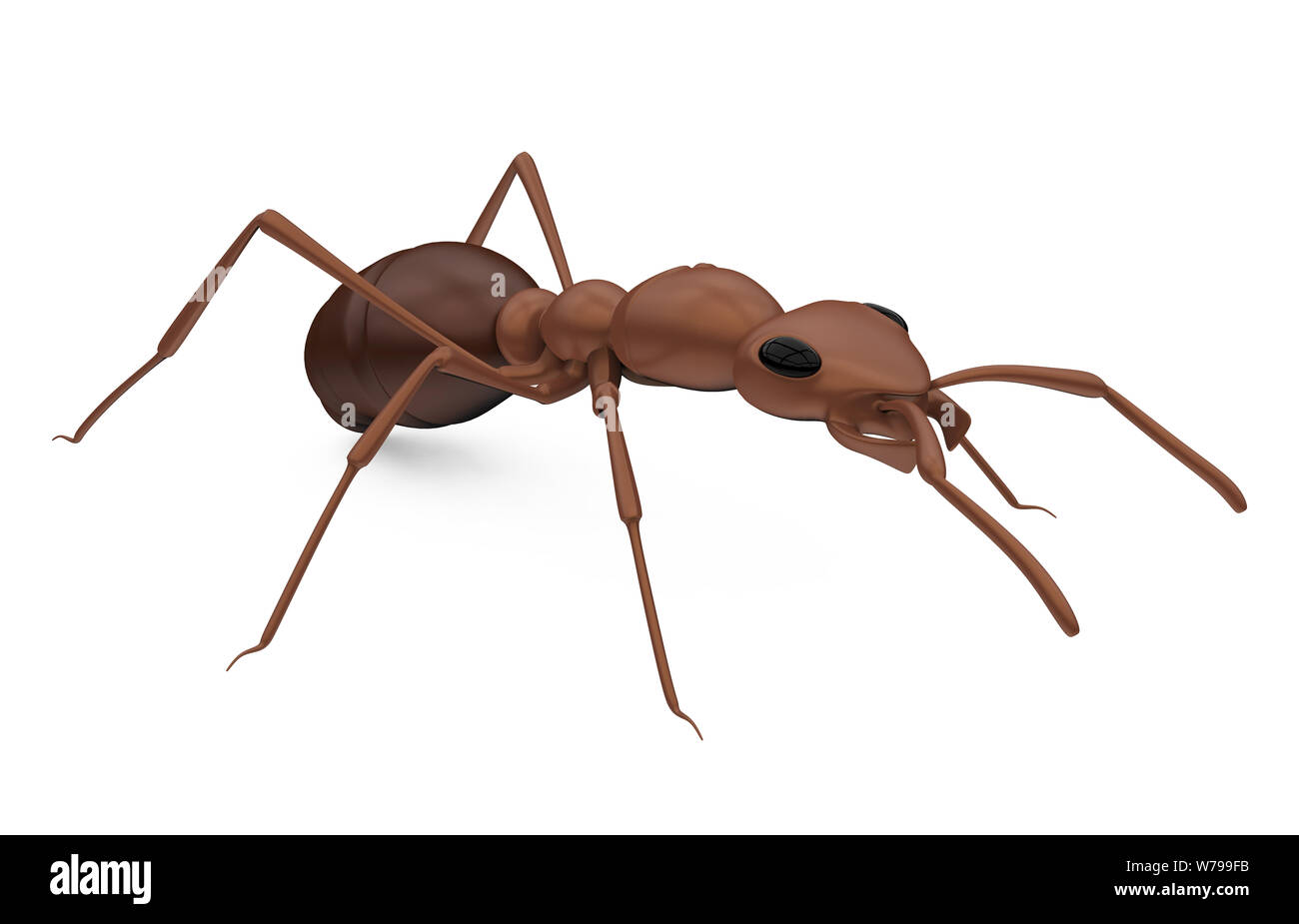 Red Ant Isolated Stock Photo - Alamy