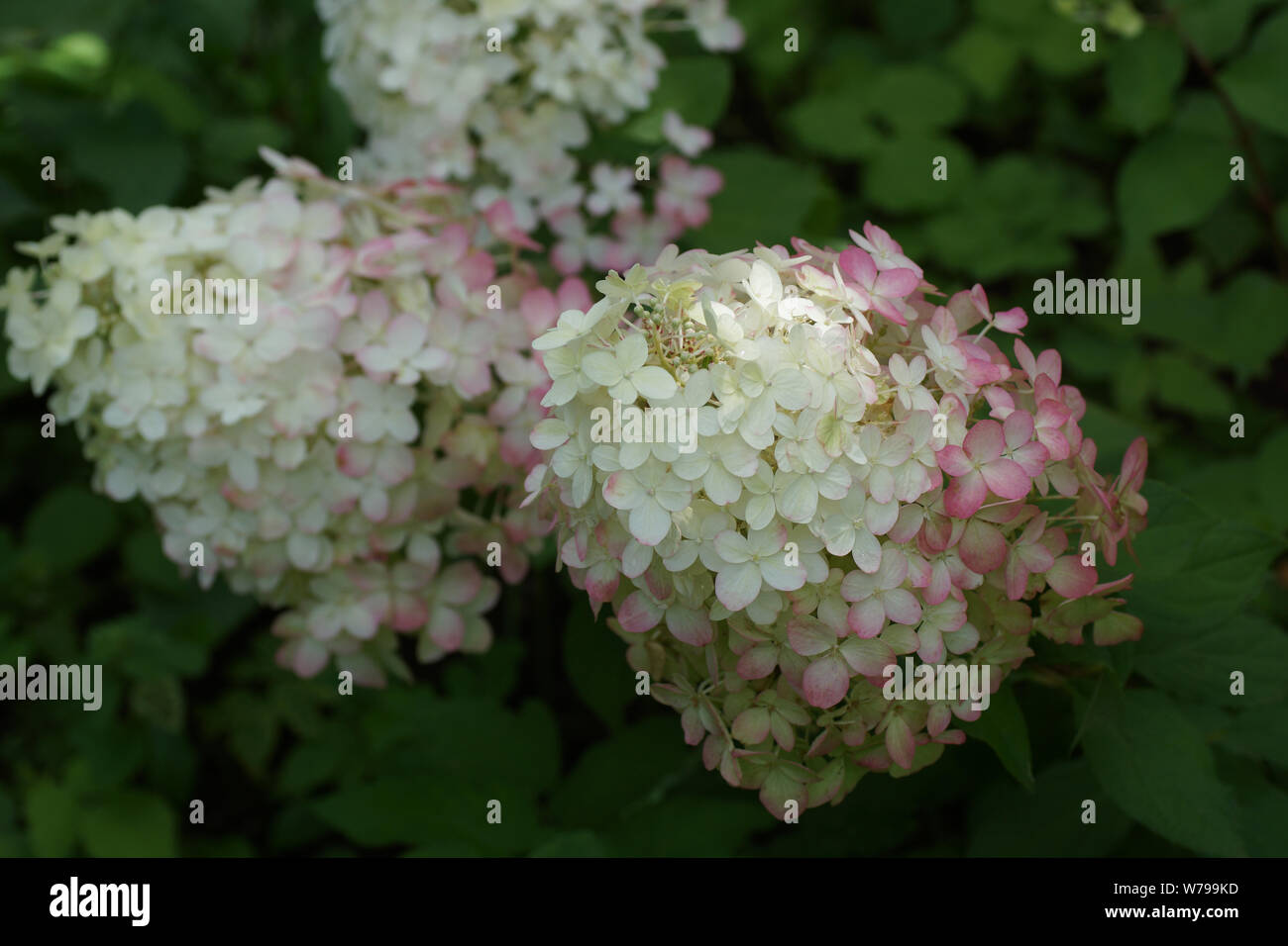 Hydrangea paniculata Hercules blooms in the garden. Flower hydrangea ...