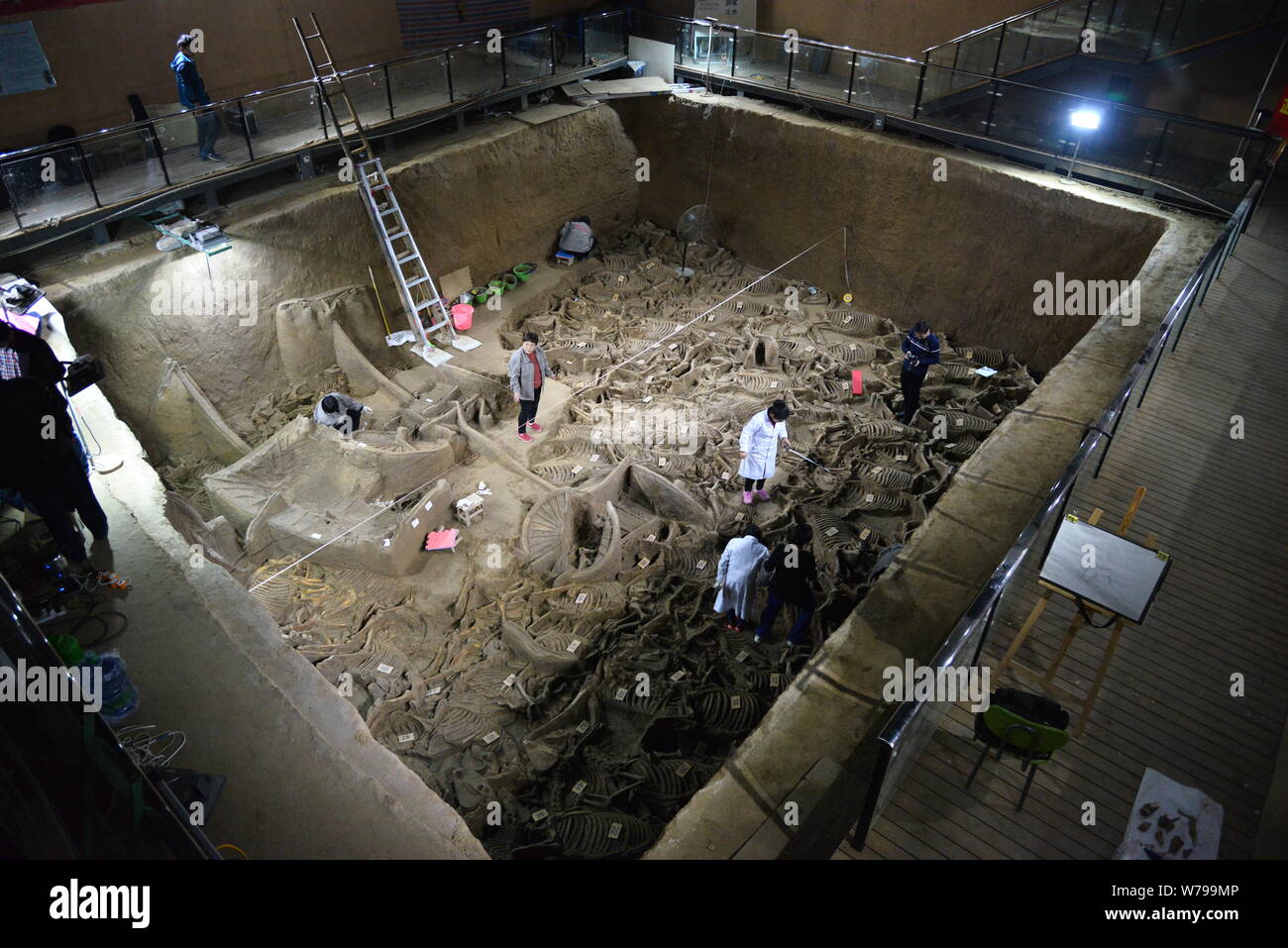 Chinese archaeologists unearths chariots and skeletons of horses dating ...