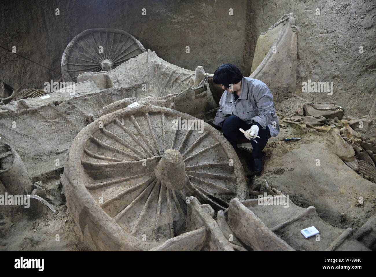 A Chinese archaeologist surveys chariots and skeletons of horses dating ...