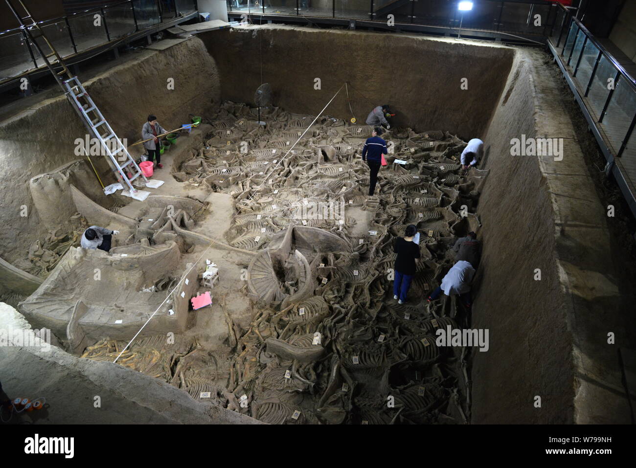 Chinese archaeologists unearths chariots and skeletons of horses dating ...