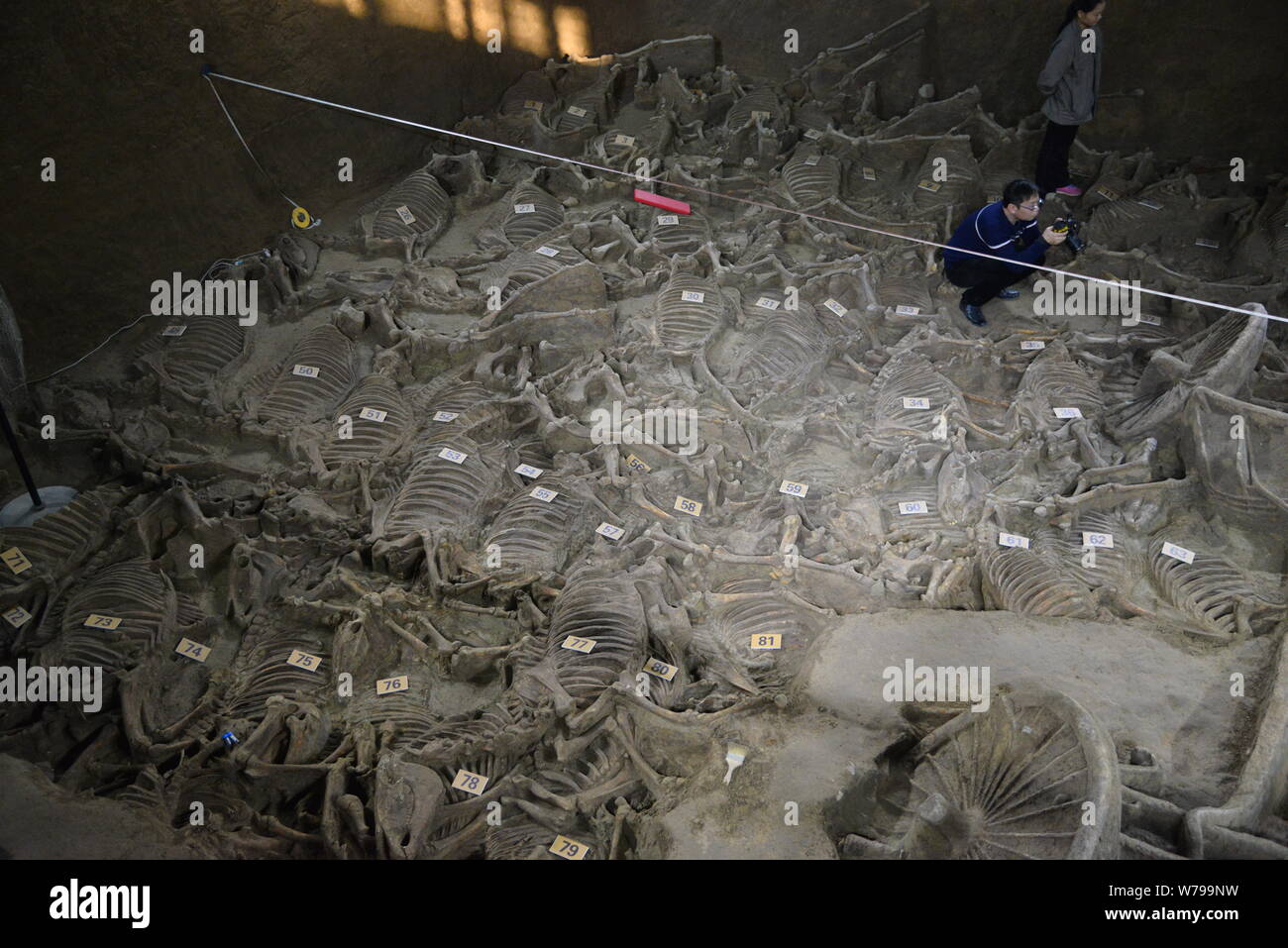 Chinese archaeologists unearths chariots and skeletons of horses dating ...