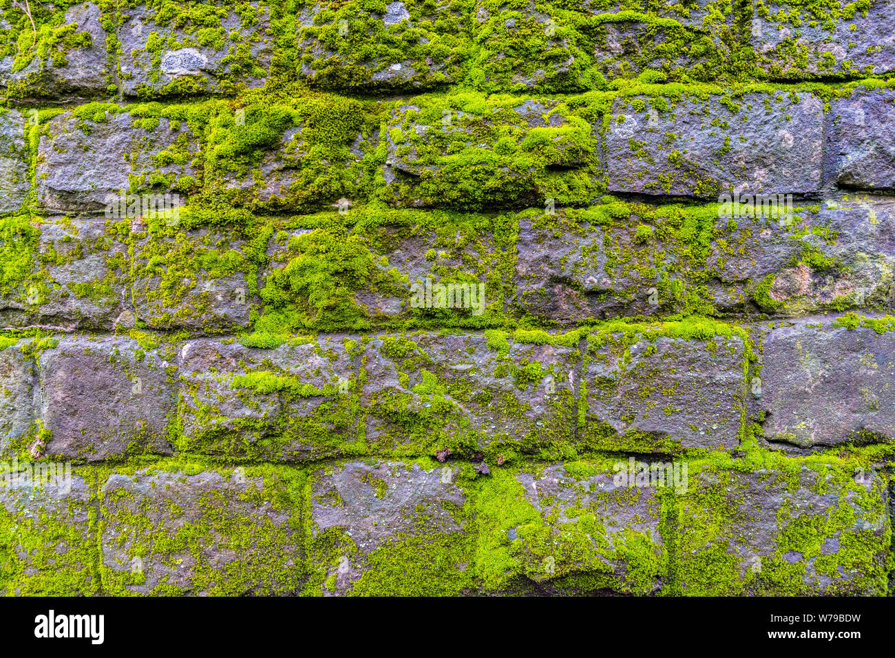 Moss On Bricks