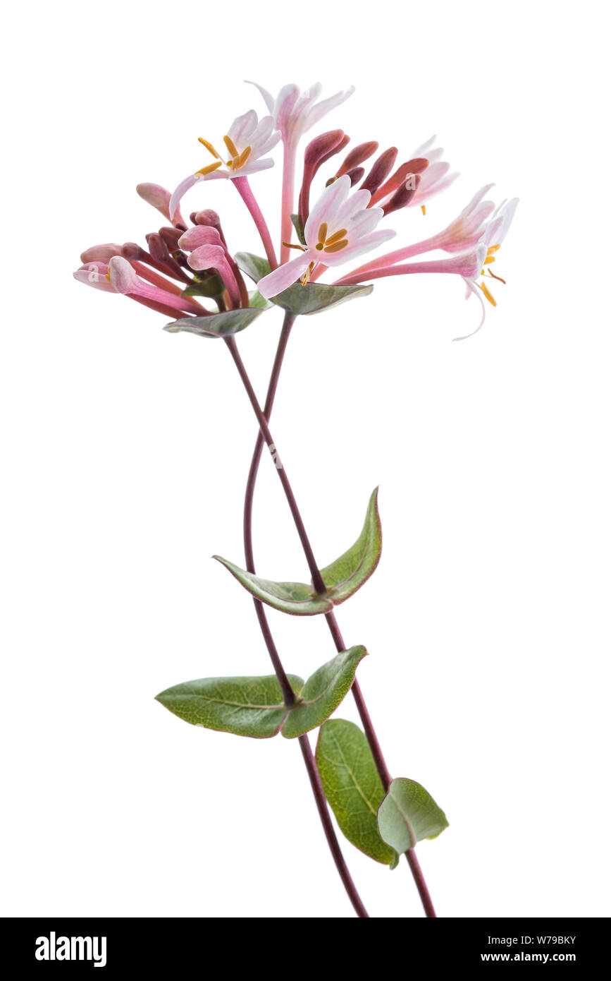 Pink honeysuckle flowers isolated on white background Stock Photo - Alamy