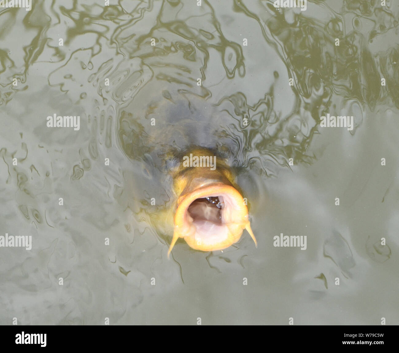 Gulps air hi-res stock photography and images - Alamy