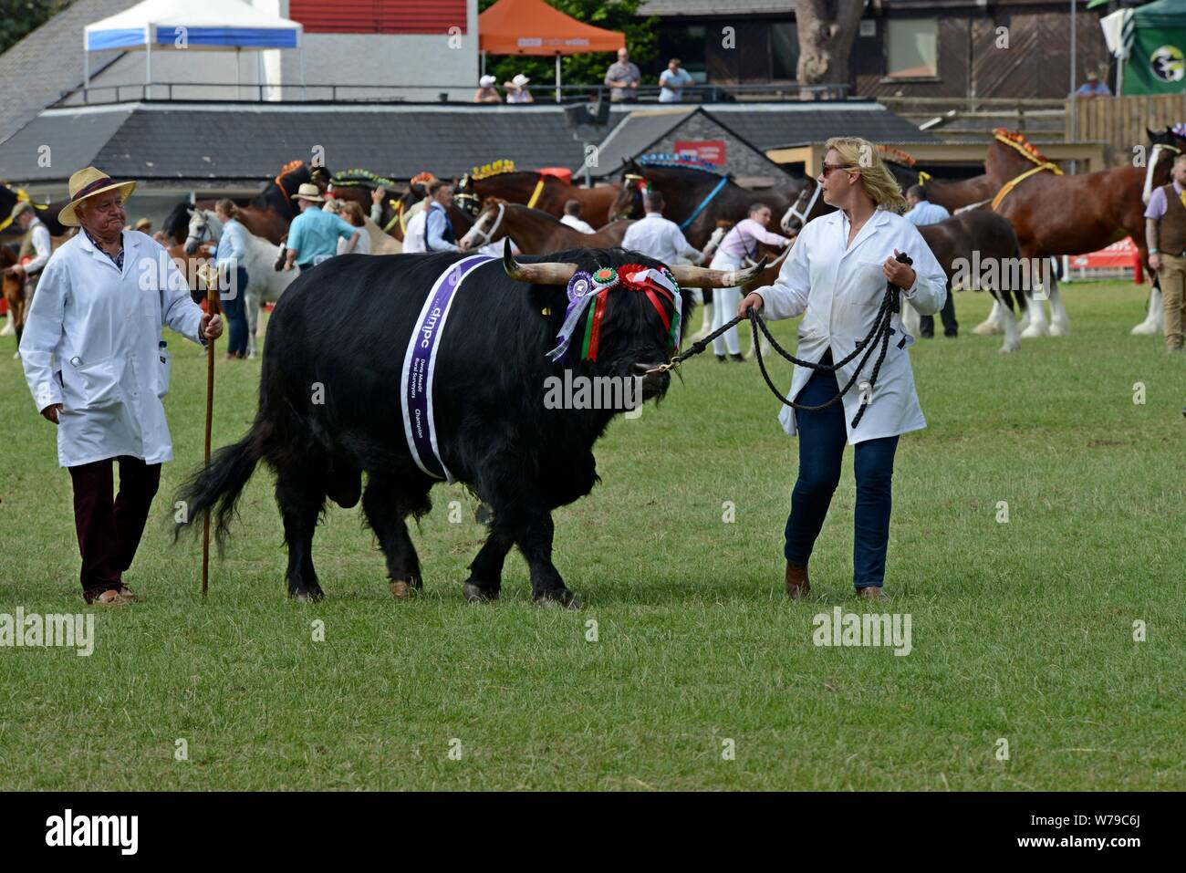 Prize winning cattle parade around the show ring at the 100th Royal ...