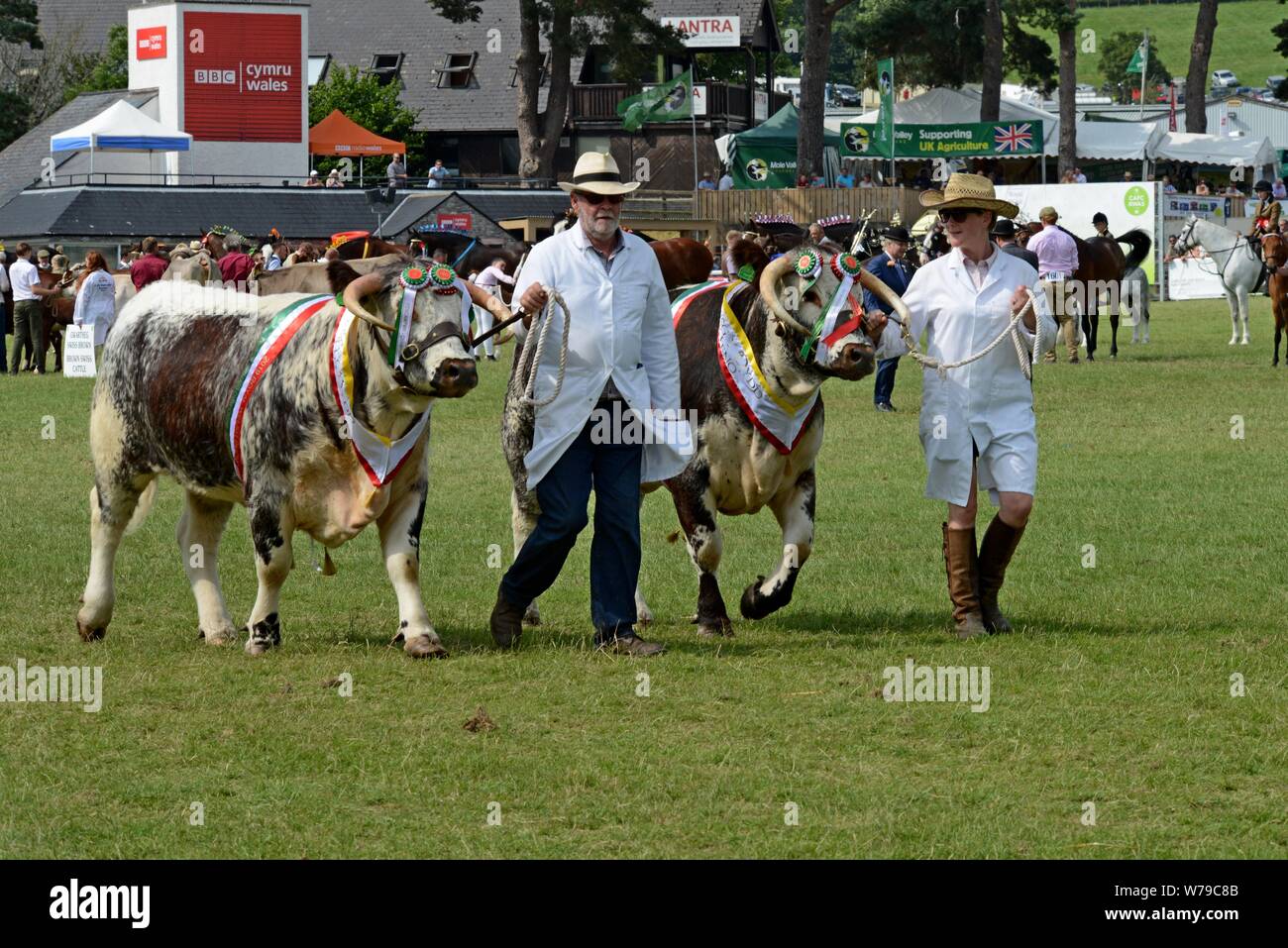 Prize winning cattle parade around the show ring at the 100th Royal ...