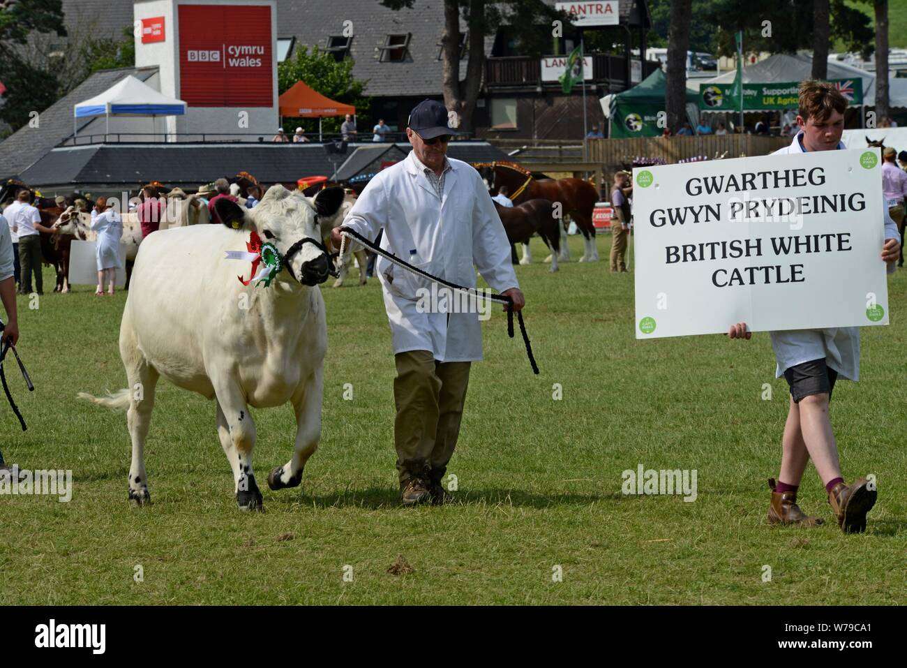 Royal Welsh Show Winner Stock Photos & Royal Welsh Show Winner Stock ...