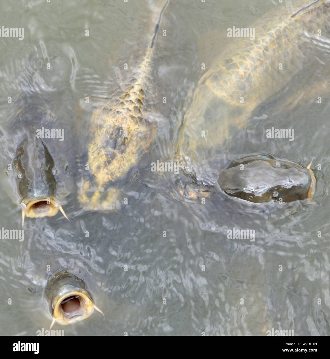 Carp Fish Mouth Wide Open High Resolution Stock Photography and Images ...