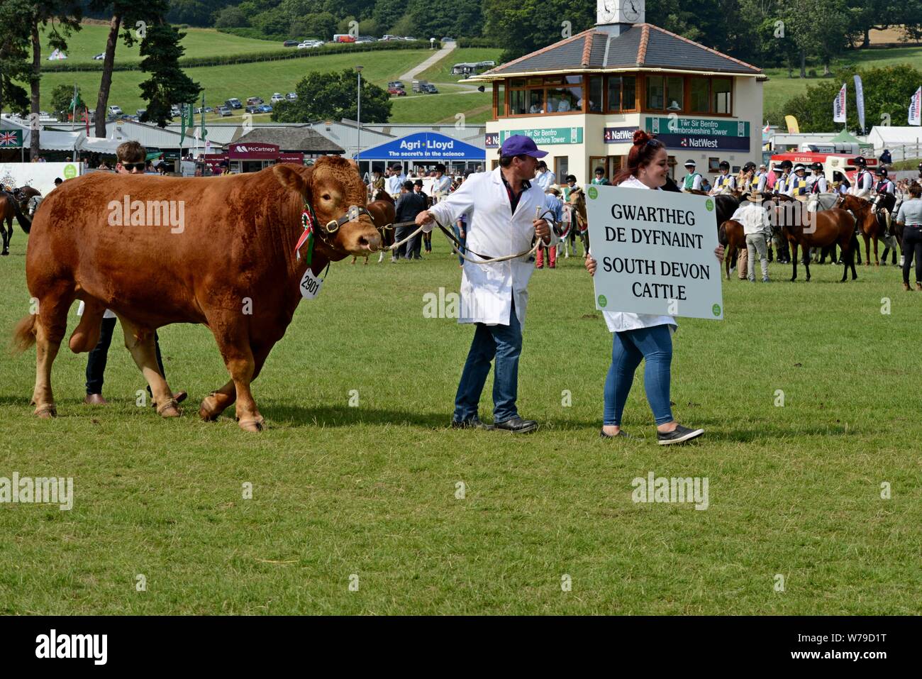 Prize winning cattle parade around the show ring at the 100th Royal ...