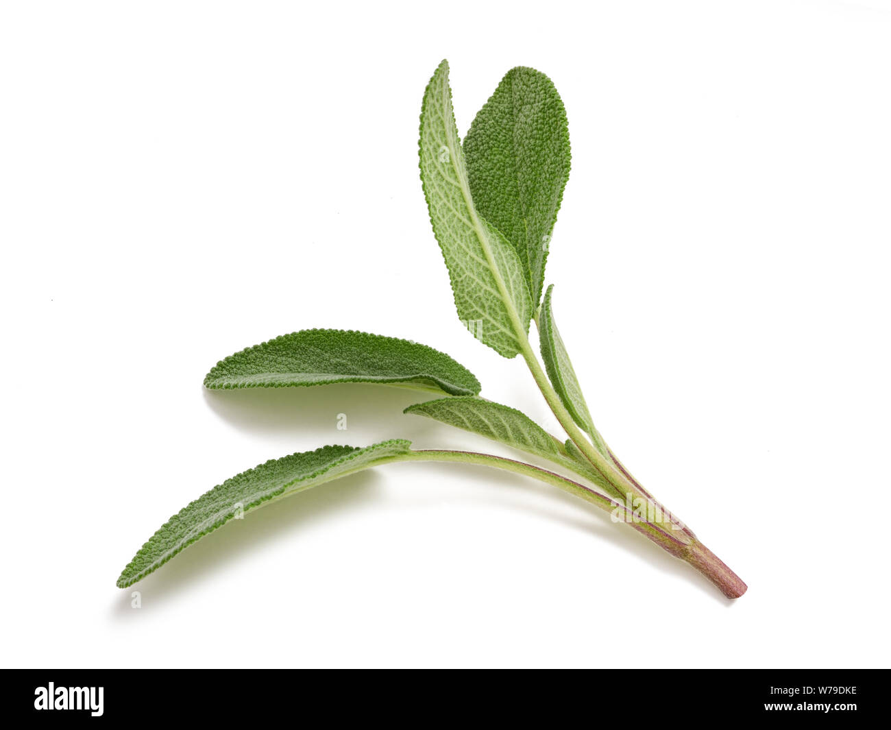 Sprig fresh sage herb hi-res stock photography and images - Alamy