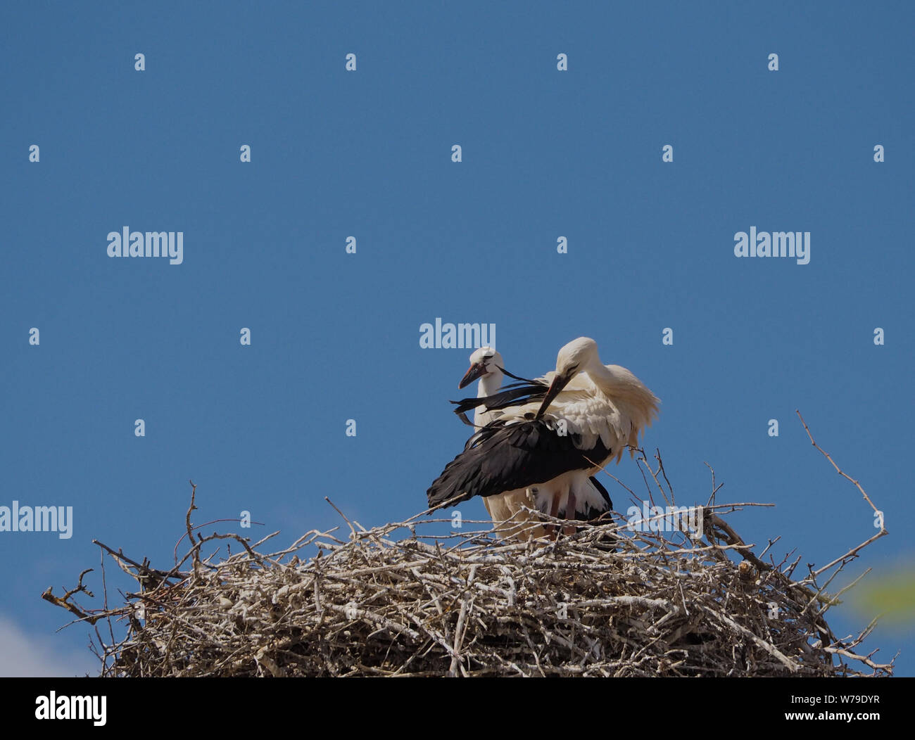 Storks in nest blue hi-res stock photography and images - Alamy