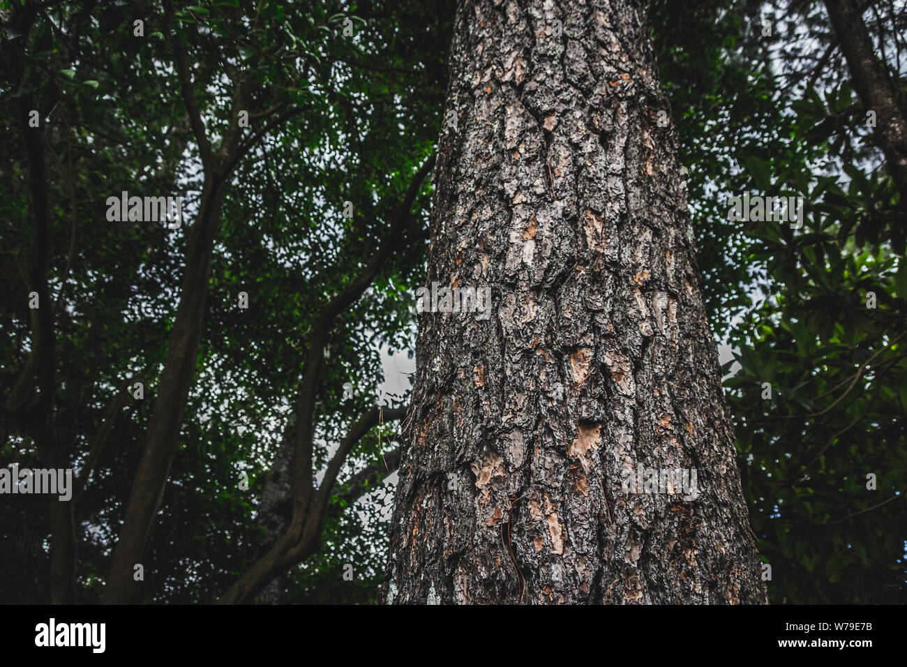 Detail photograph of a big tree bark texture Stock Photo - Alamy