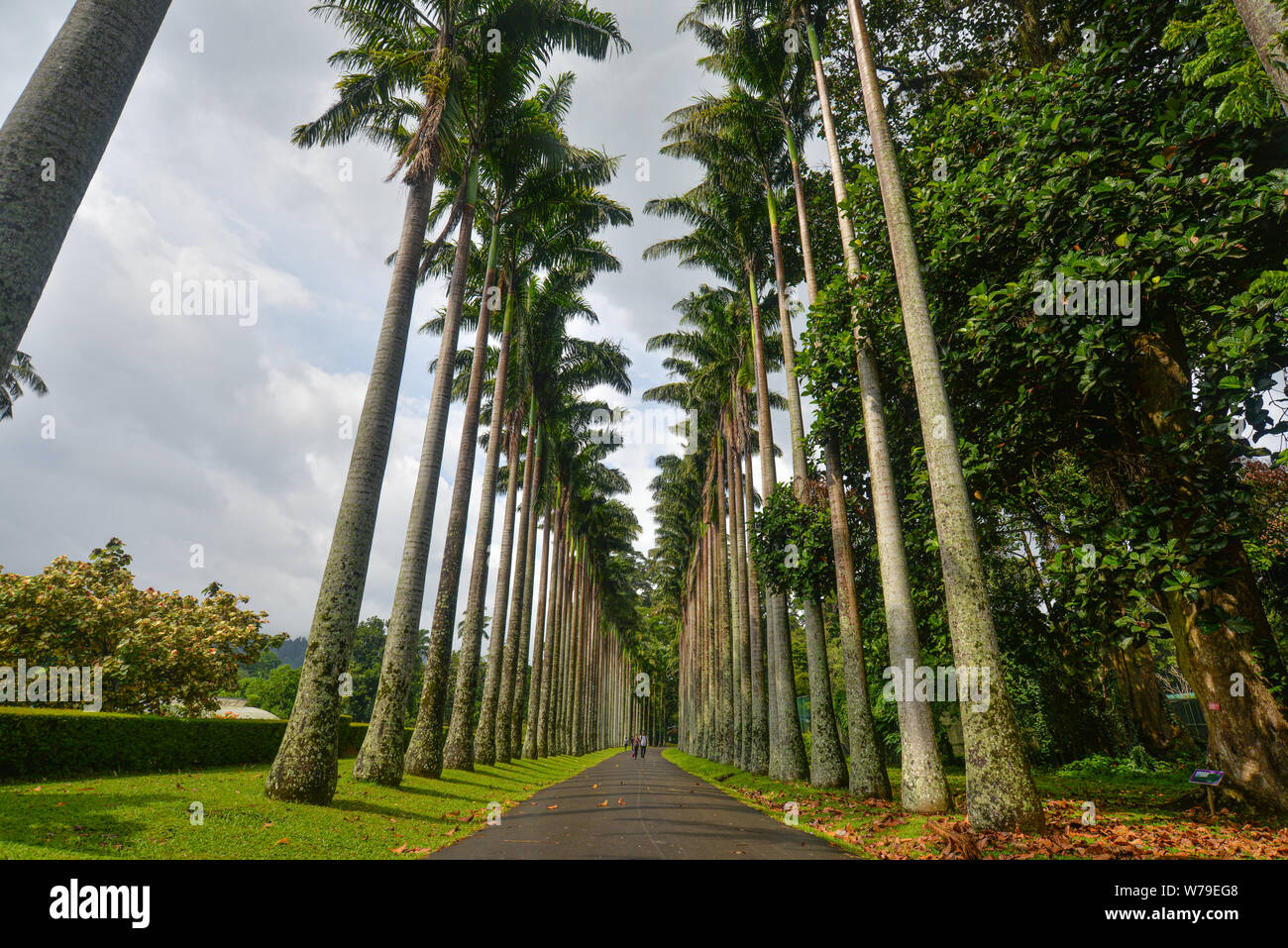 Kandy, Sri Lanka - July 9, 2016: Pathway lined with palm trees. Taken ...