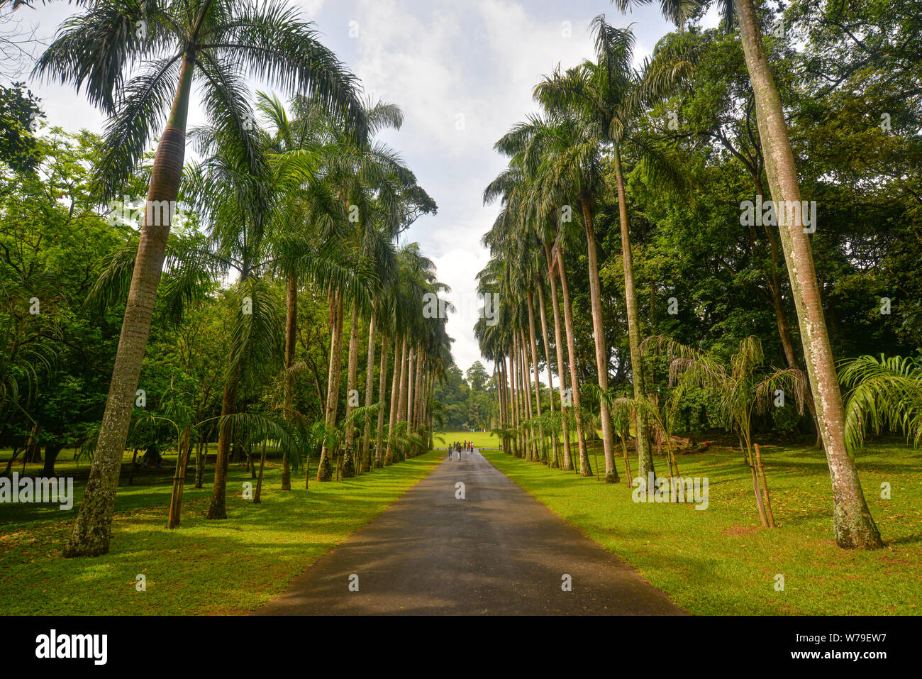 Kandy, Sri Lanka - July 9, 2016: Pathway lined with palm trees. Taken ...
