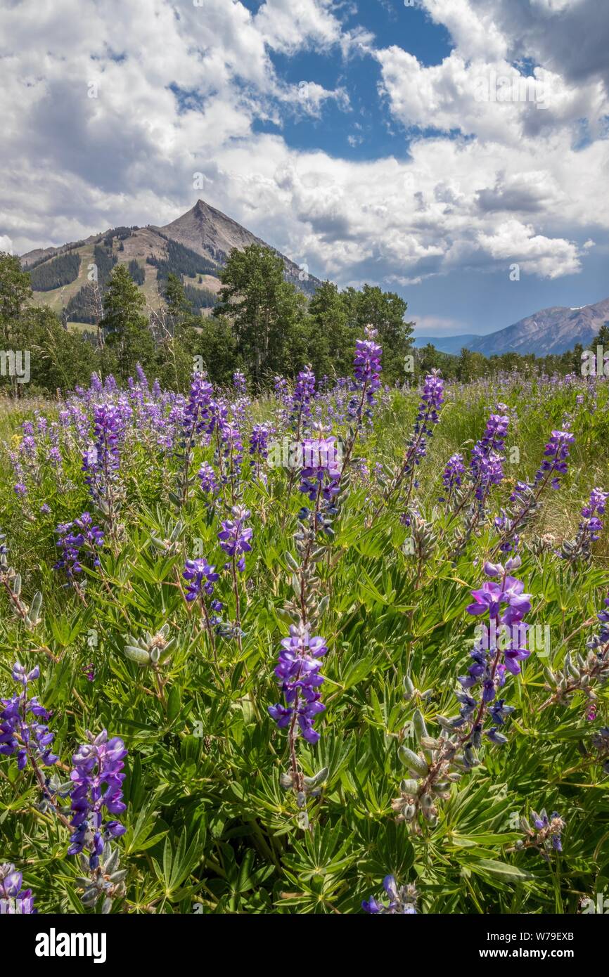 Crested butte wildflowers hi-res stock photography and images - Alamy