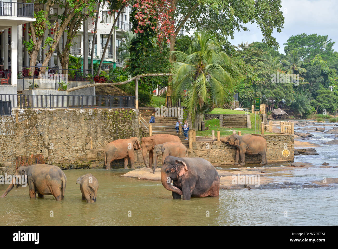 Mawanella, Sri Lanka - July 9, 2016: Elephants bathing in a river near ...