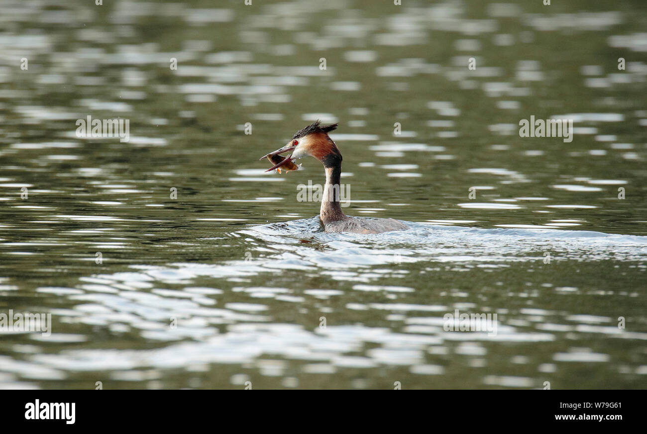 Diving birds hi-res stock photography and images - Alamy